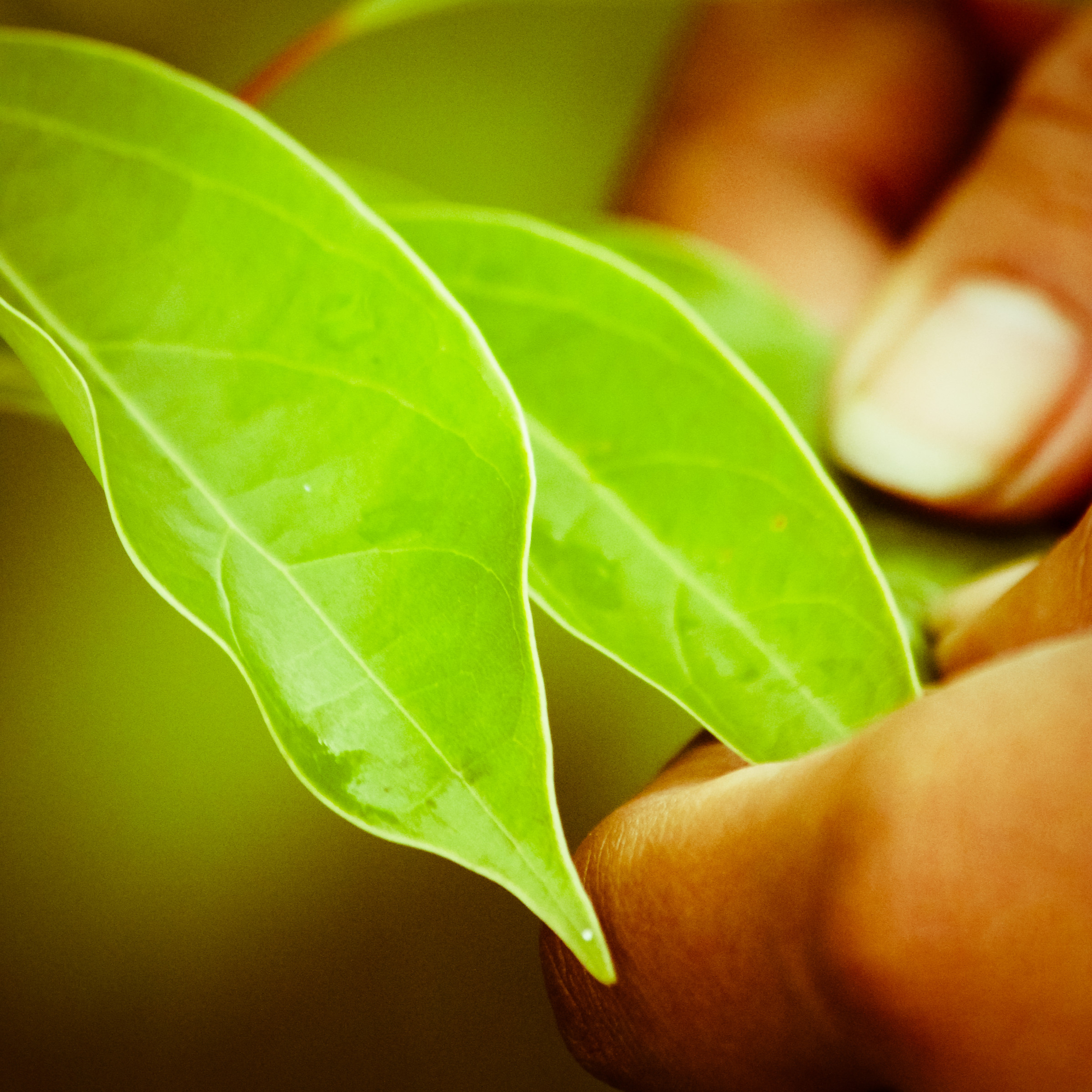 L’huile essentielle de ravintsara – Betsara