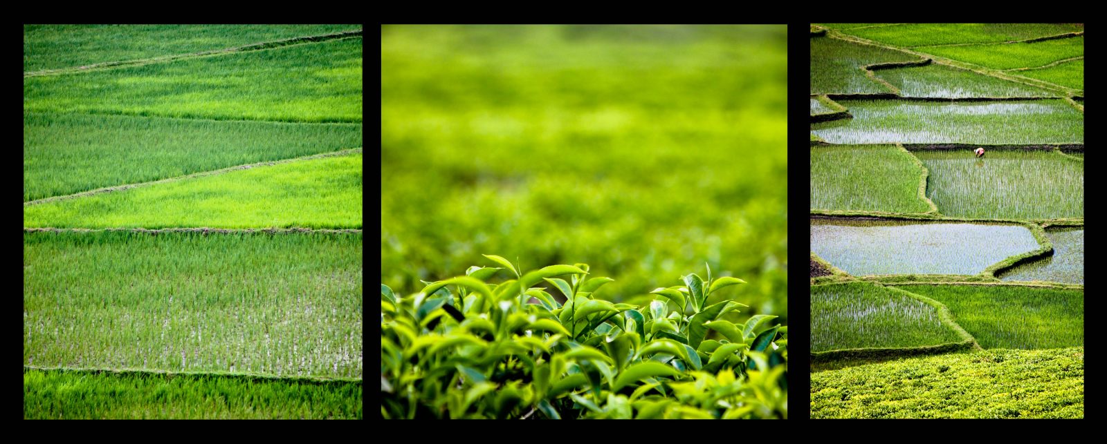 Huile essentielle de Ravintsara bio - Betsara